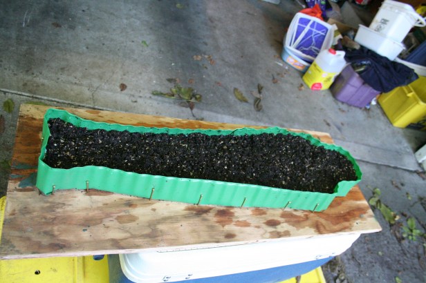 The Corn Osiris of Isis Oasis – Isiopolis