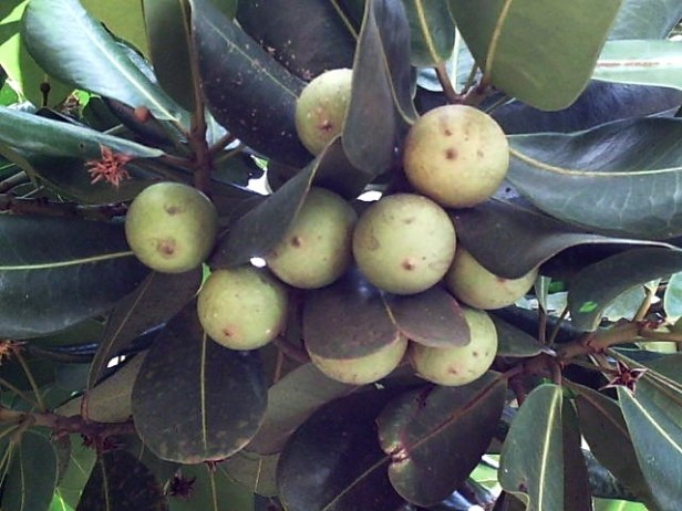 A Sacred Tree (and Fruit!) of Isis – Isiopolis